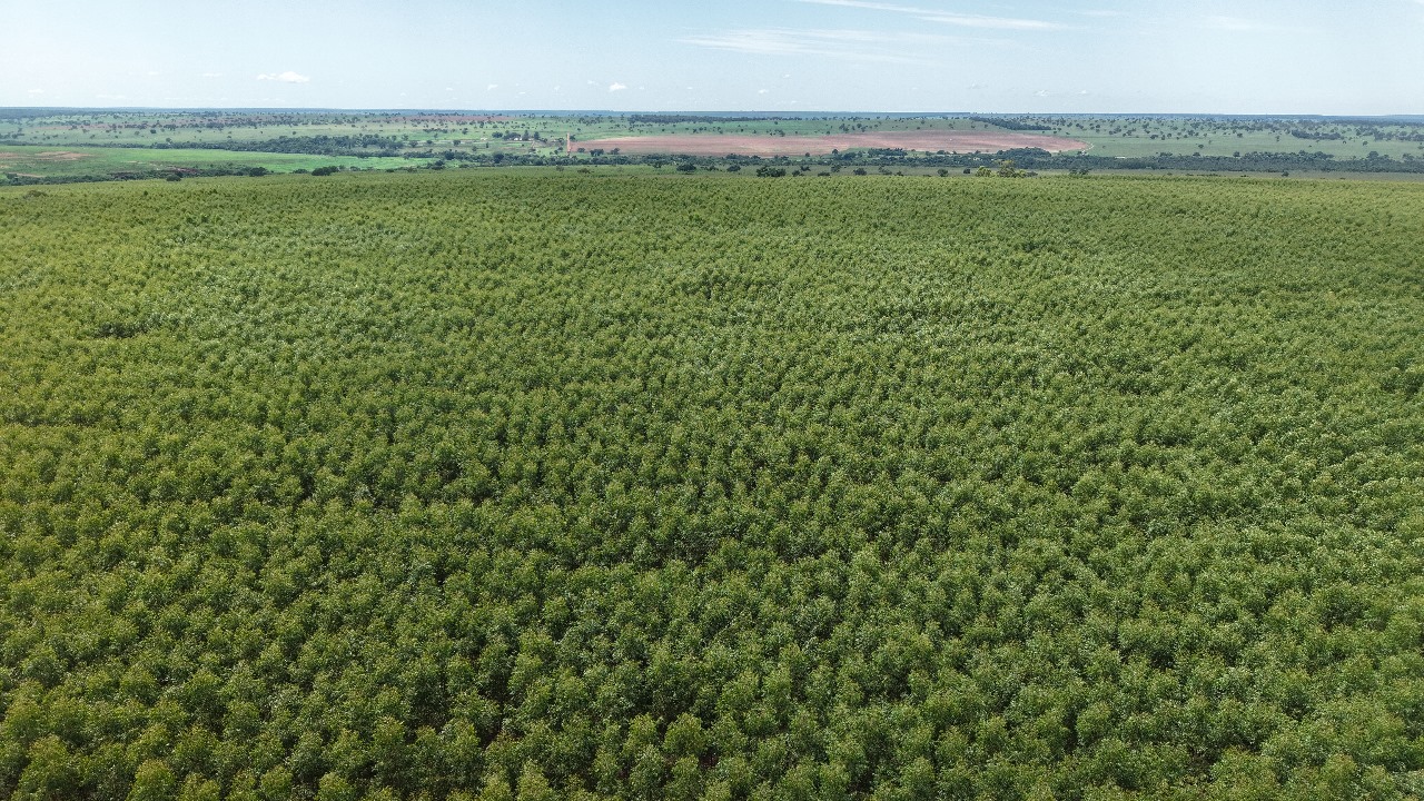 Arauco confirma presença na Show Florestal 2025 - Malinovski - Além da ...